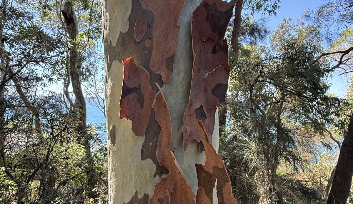 Trees in Australia’s forests are dying faster as the climate warms ...